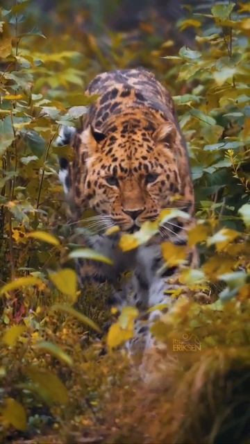 Амурский Леопард: Самый Миролюбивый Подвид Леопарда