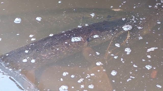 щука на поводке