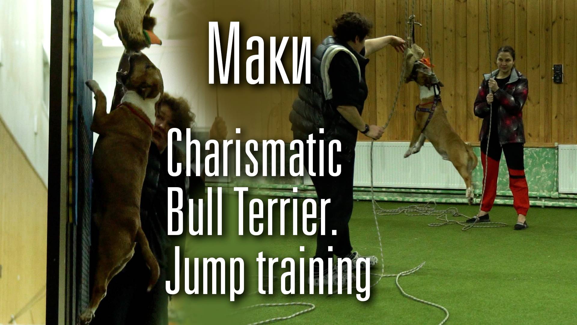 Миниатюрный бультерьер Маки на легкоатлетической тренировке по питстафф многоборью.