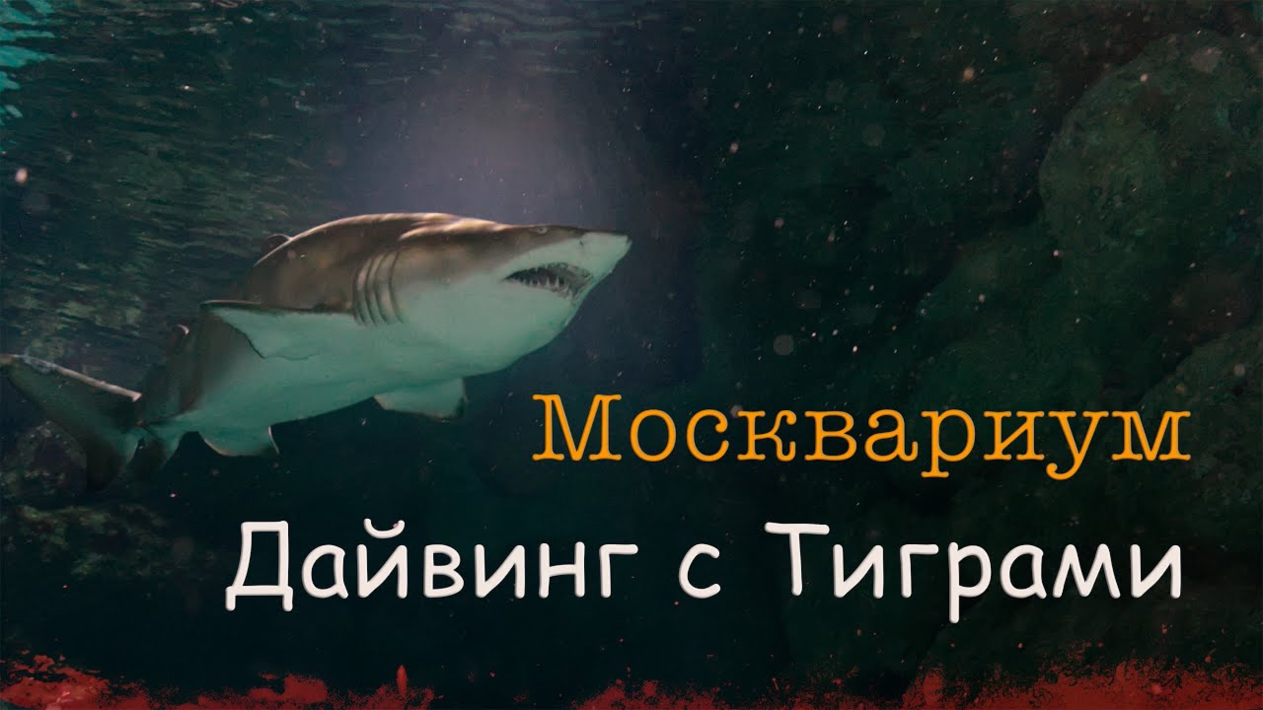 Москвариум. Дайвинг с тигровыми акулами в центре Москвы в самом большом океанариуме.