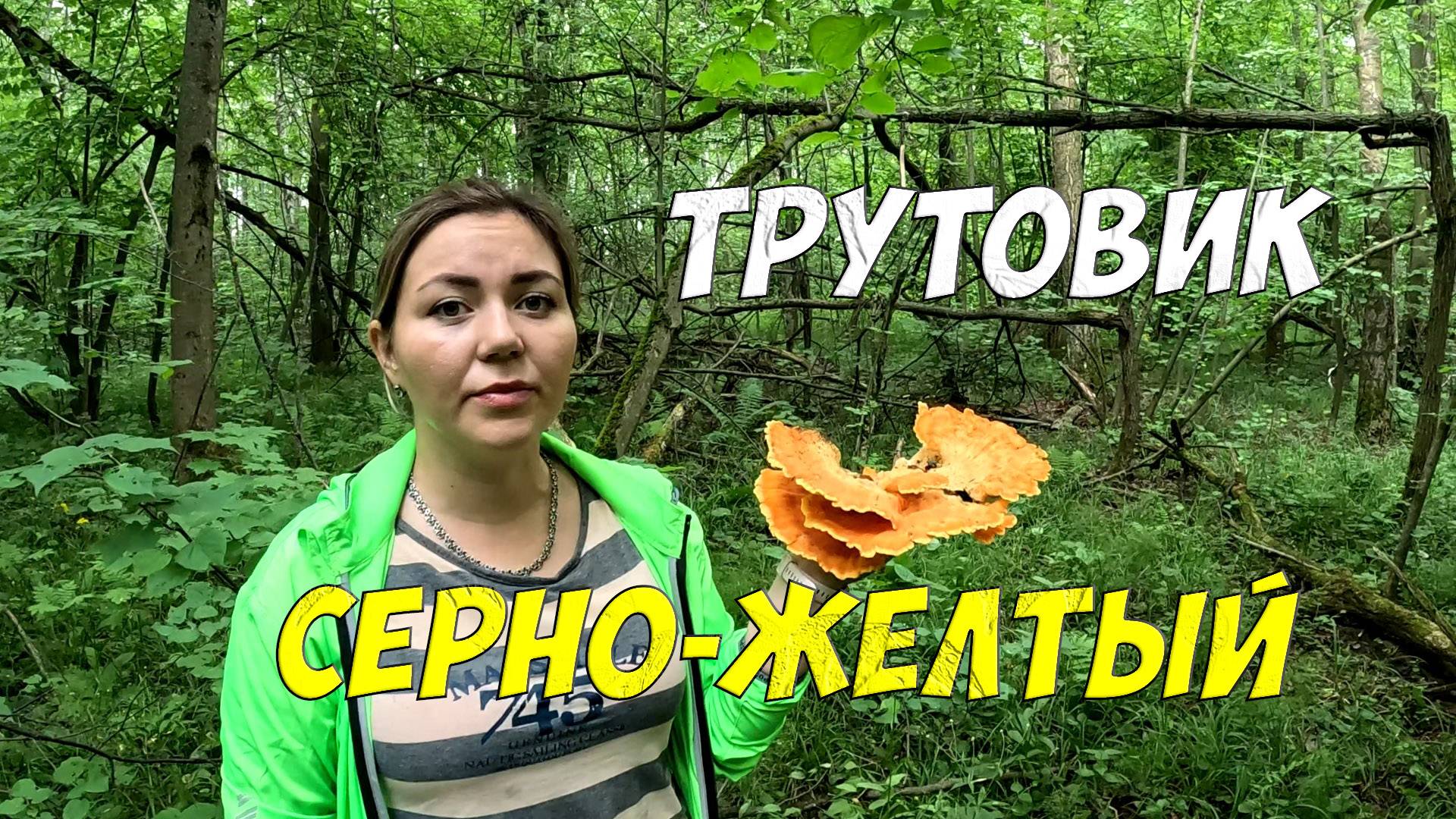 Трутовик серно-жёлтый - собираем съедобный и вкусный гриб