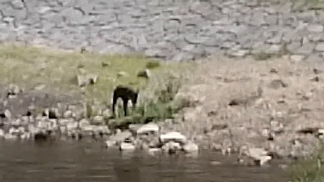 Шок контент! Собака жрет крокодила -)