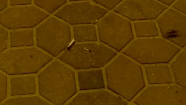 A "nicotine-addicted" cockroach finds a cigarette butt very attractive to him