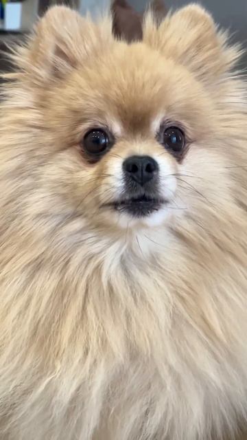 Басенка учится говорить «папа»