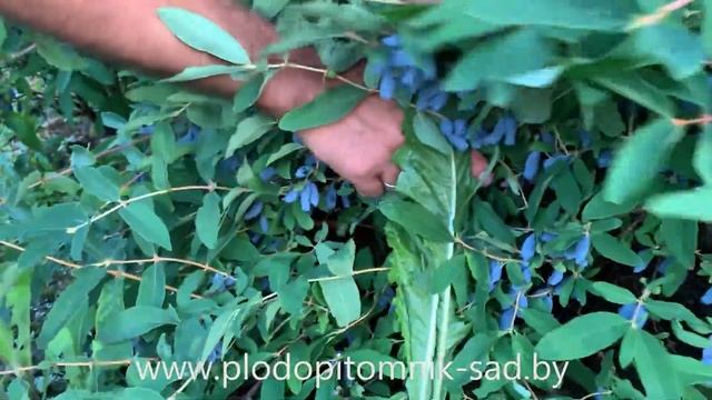 Жимолость съедобная НАРЫМСКАЯ  Описание сорта жимолости