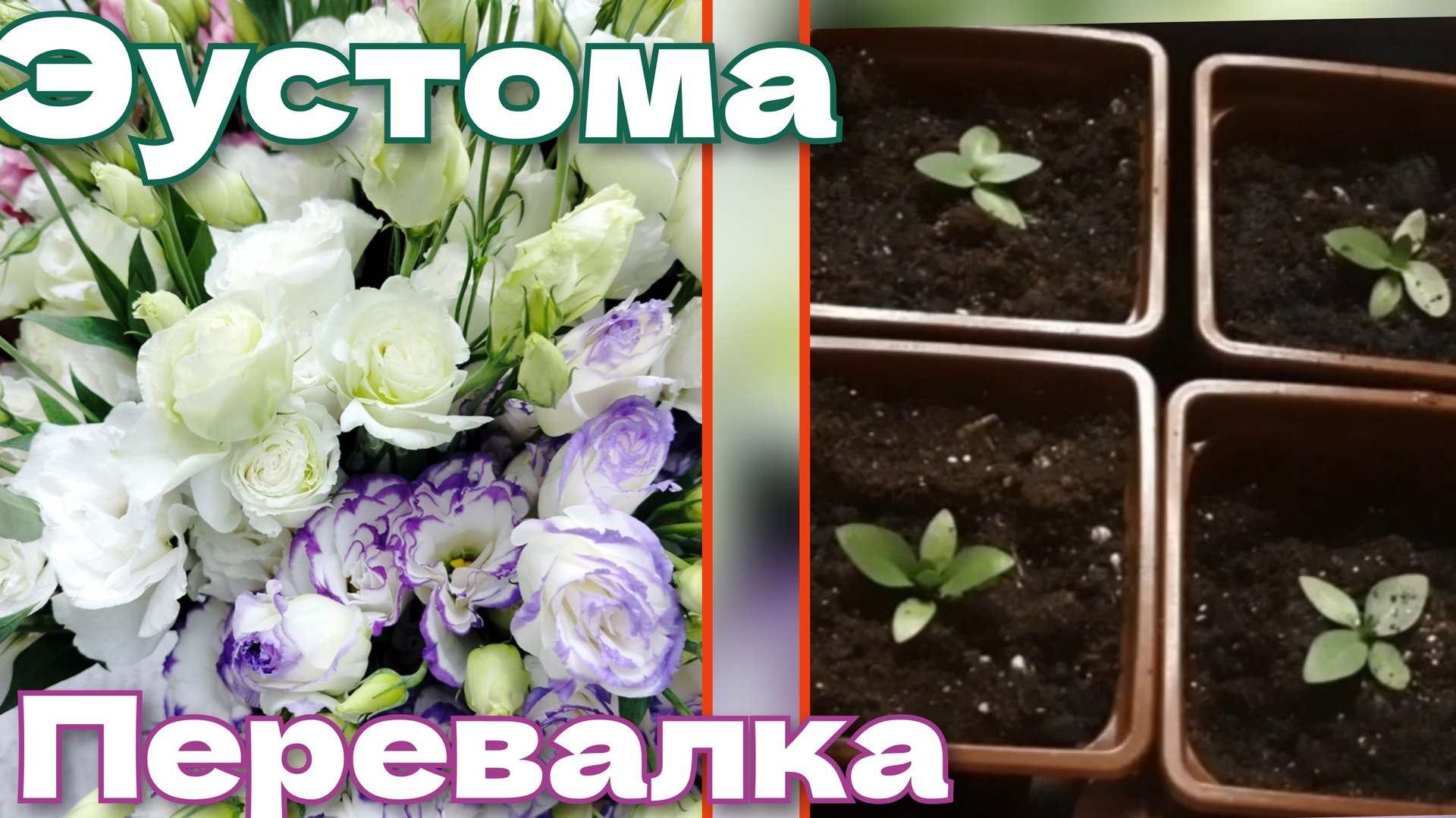 Выращивание эустомы. Перевалка эустомы, выращенной в торфяных таблетках