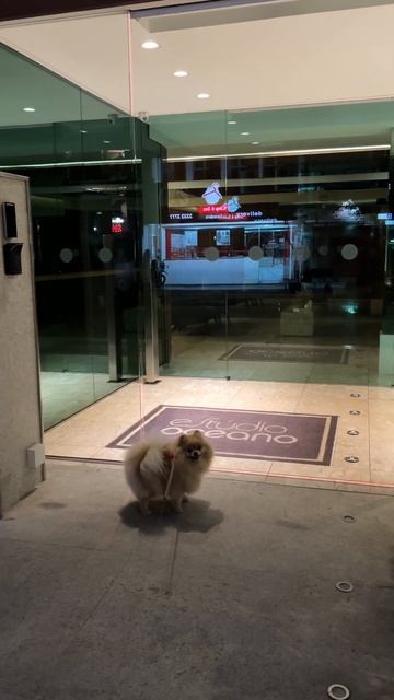 Бася отказывается гулять без папы!