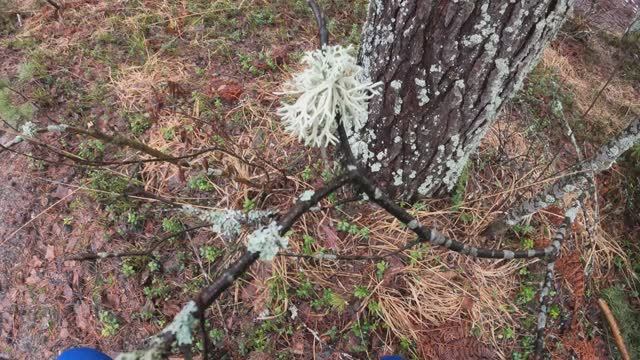 Бег Трейл Хвастовичский район