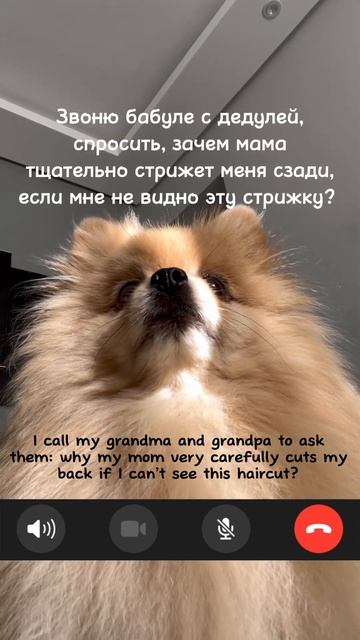 Звоню бабуле с дедулей #7