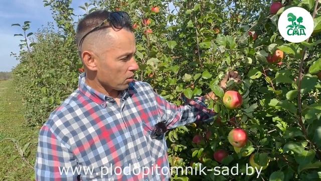 Яблоня НАВАВИТА. Зимний сорт. Не теряет вкусовые качества при длительном хранении.