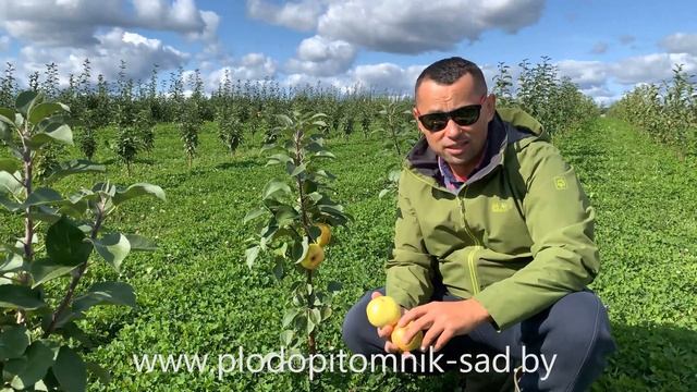 Яблоня колонновидная сорт ЯНТАРНОЕ ОЖЕРЕЛЬЕ.