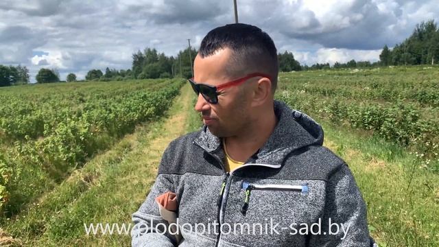 Сравнение смородины чёрной Добрыня с сортами зарубежной селекции. Размер ягод и урожайность.