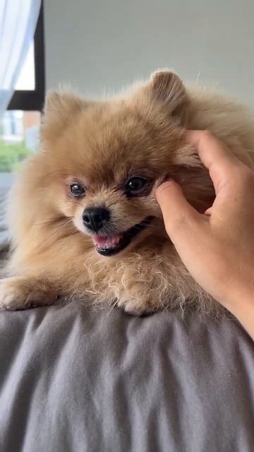 Осторожно! Видео вызывает приступ милоты!