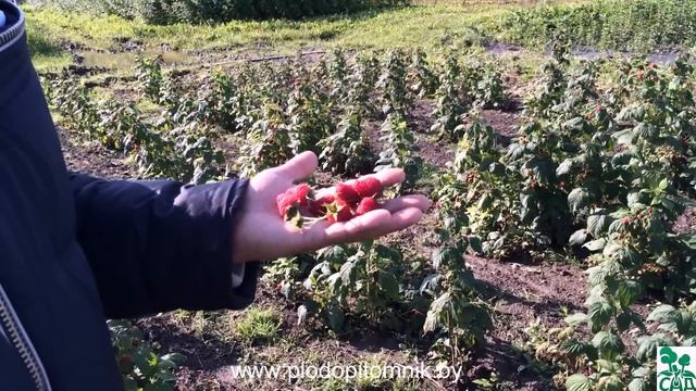 Малина сорт Полана (Polana)