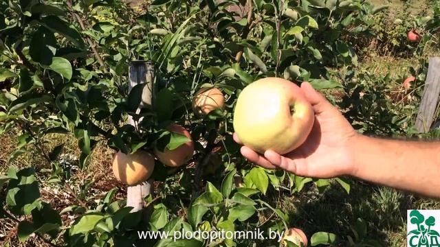 Позднелетние сорта яблонь, краткое описание, плодоношение в питомнике плодовых Сад.