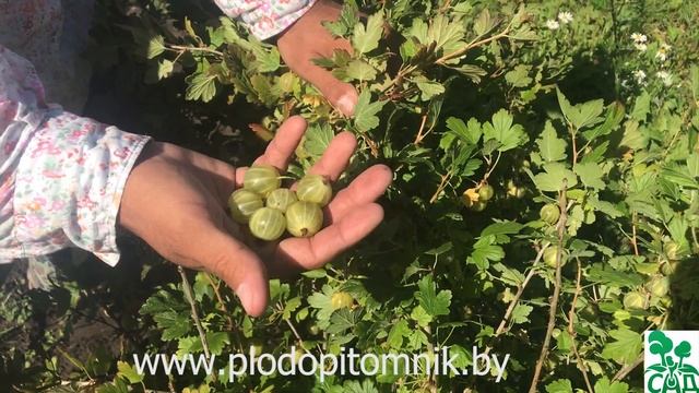 Крыжовник Уральский бесшипный. Зелёный крыжовник без шипов.