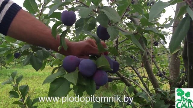 Слива сорт Заречная ранняя, плодоношение в 2015