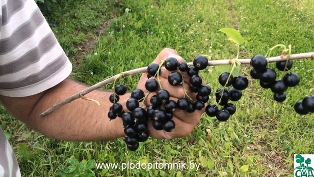 Смородина чёрная, сравнение сортов Добрыня и Селеченская-2