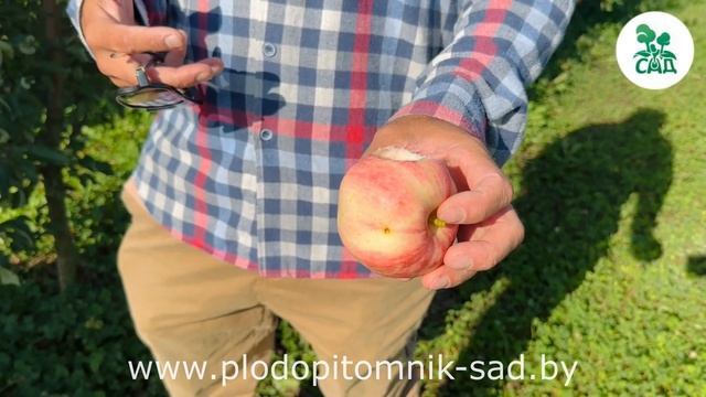 Яблоня колоновидная ВАСЮГАН. Компактный, высокоурожайый, морозоустойчивый сорт.