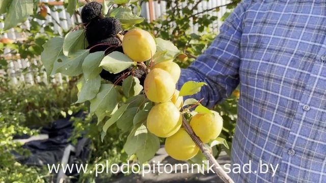 ВИДЕО ЗИМОСТОЙКИХ СОРТОВ АБРИКОСА ДЛЯ СРЕДНЕЙ ПОЛОСЫ