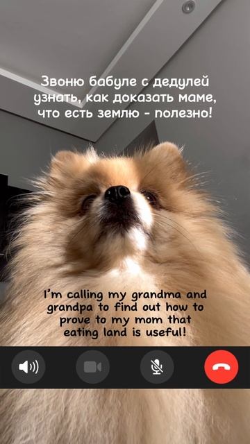 Звоню бабуле с дедулей #17
