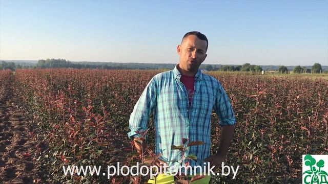 Саженцы яблонь. Как правильно купить саженцы яблони в сад? Сорта яблонь на продажу