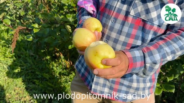 Яблоня сорт БЫЛИНА. Устойчивость к парше, зимостойкость и качество плодов.