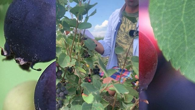 ИРГА ТИССЕН (THIESSEN)  Крупноплодный сорт канадской селекции.