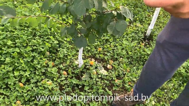 Слива ЯХОНТОВАЯ. СУПЕРКРУПНОПЛОДНЫЙ, сладкий сорт жёлтой сливы.