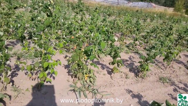 Сорта малины и малины ремонтантной Евразия, Оранжевое чудо, Дочь Геракла, Лашка описание.