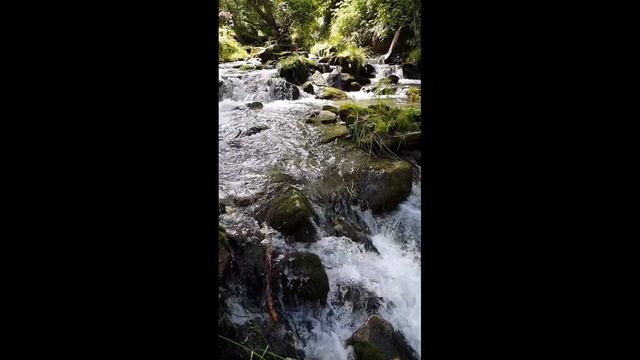 Лесной ручей. Замедленная съемка 4К