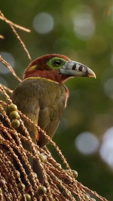 Пёстроклювая Селенидера: Птица с Квакающим Голосом и Любовью к Фруктам