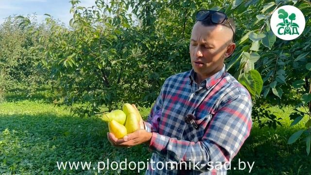 Груша сорт ПАТТЕН (ГЛУБОКСКАЯ). Вкусные и красивые плоды, устойчивость к заболеваниям.