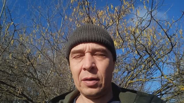 ШОК. Фундук цветет. Матки сеят.