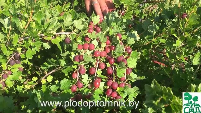 Сорта крыжовника красного и зелёного, плодоношение в 2015 году