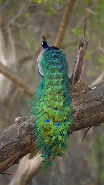 Павлины – величественные хищники природы