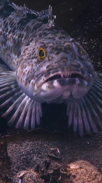 Зубастый Терпуг: Гигант Северо-Тихоокеанских Вод