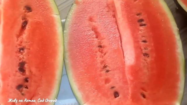 Удивили Арбузы на грядке-термосе