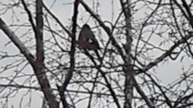 Сойка. Склейка двух видео. 250124111047