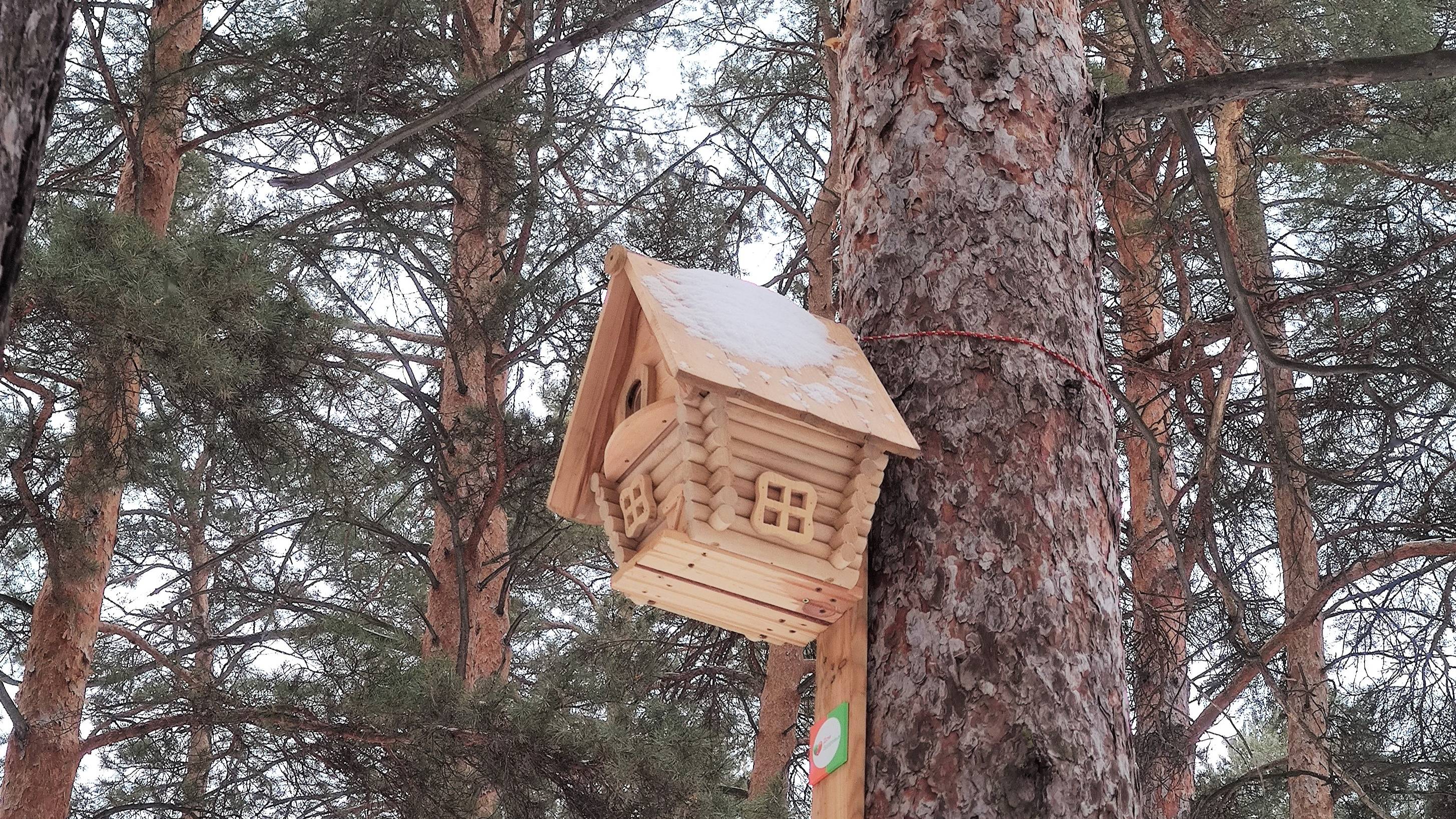 С Новым годом, Россия. Берегите природу люди!!! Челябинский парк. Сосновый бор. 20.01.2025г