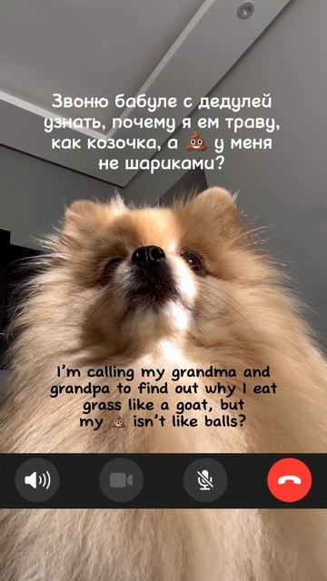 Звоню бабуле с дедулей #15