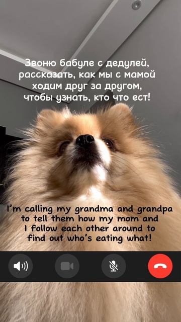 Звоню бабуле с дедулей #12