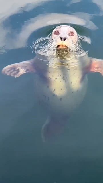Байкальская Нерпа: Пресноводный Тюлень с Уникальными Способностями