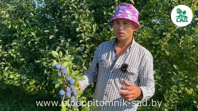 Слива МОНТЕРЕЙ. Сорт, который не подведет – обильный урожай, регулярное плодоношение.