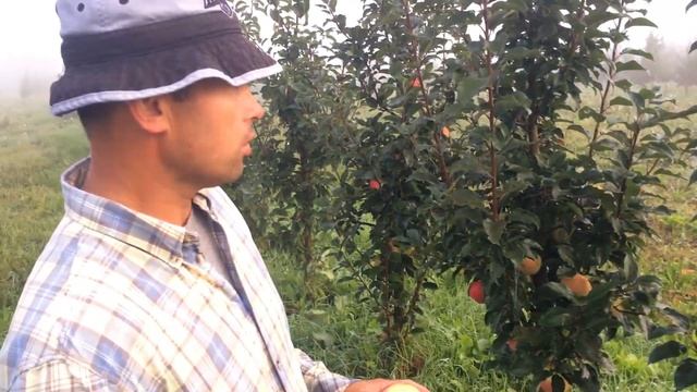 Колоновидные яблони сорт Валюта