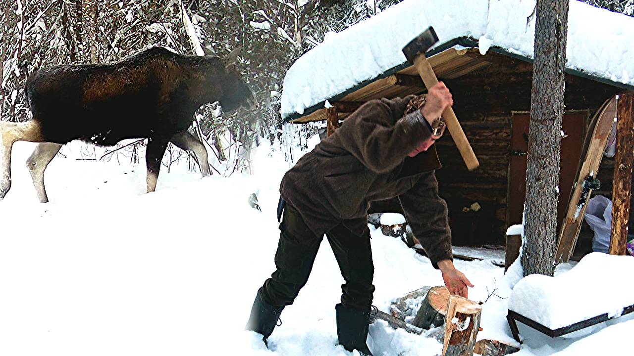 Живу в таёжной избе. Кругом лоси. Проверка путиков.