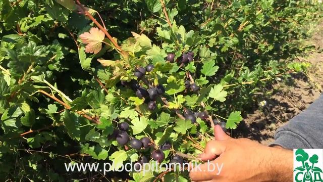 Крыжовник сорт Северный капитан.