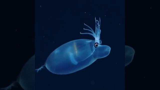 Поросячий Кальмар