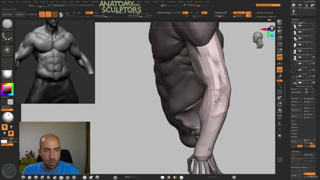 14. Мышцы и форма руки