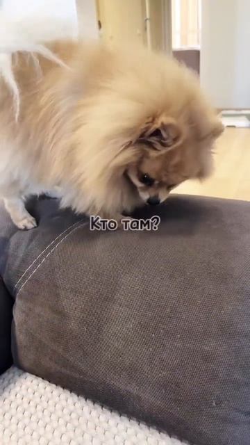 Что бы вы ответили Басеньке?